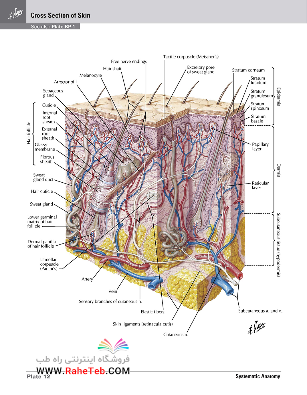 Netter Atlas of Human Anatomy: Classic Regional Approach: (Netter Basic ...